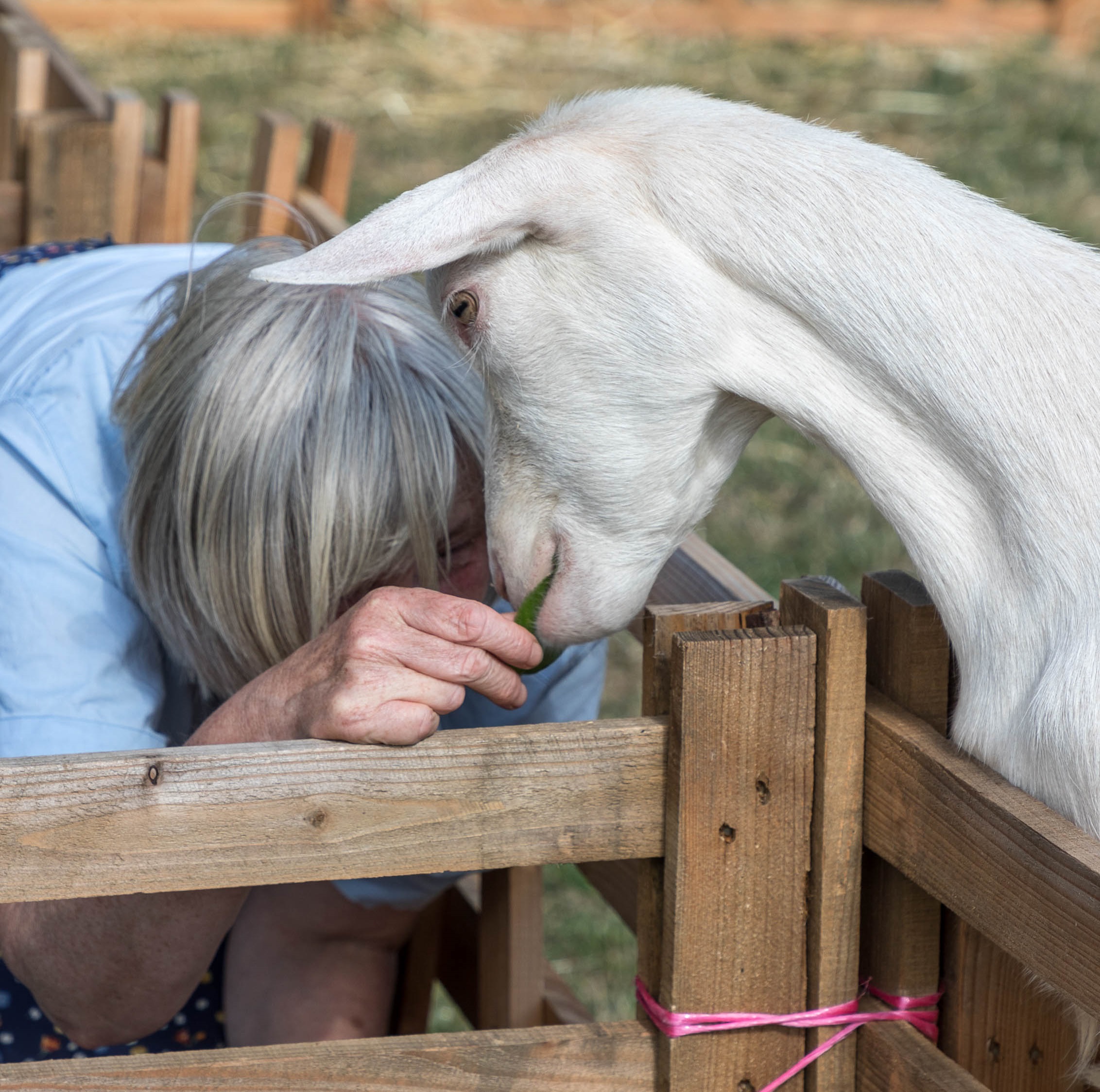 The Ryedale Show - Home