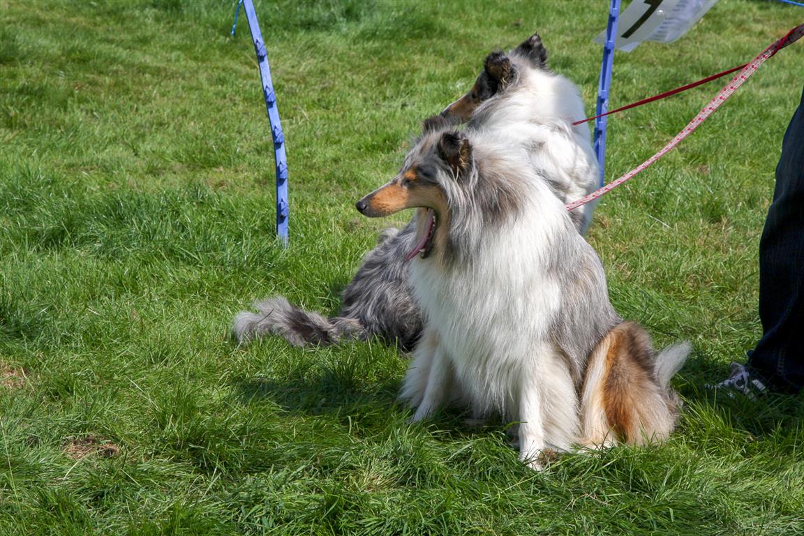 The Ryedale Show - 2019